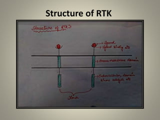 Cell signaling by Ritima mishra | PPT