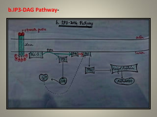 Cell signaling by Ritima mishra | PPT