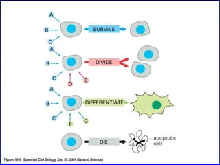 Molecular Conversations: Principles of Cell Signaling and Transduction ...