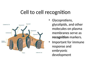 Molecular Conversations: Principles of Cell Signaling and Transduction ...