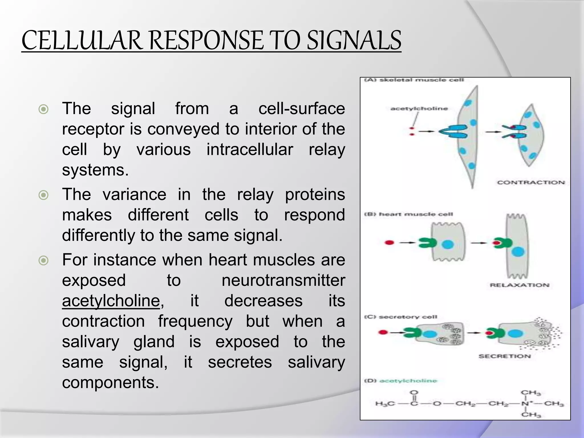 Cell signaling [mva] | PPTX