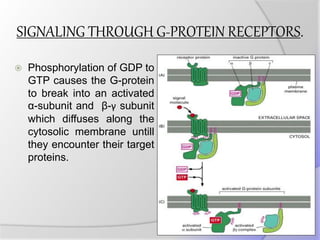 Cell signaling [mva] | PPT