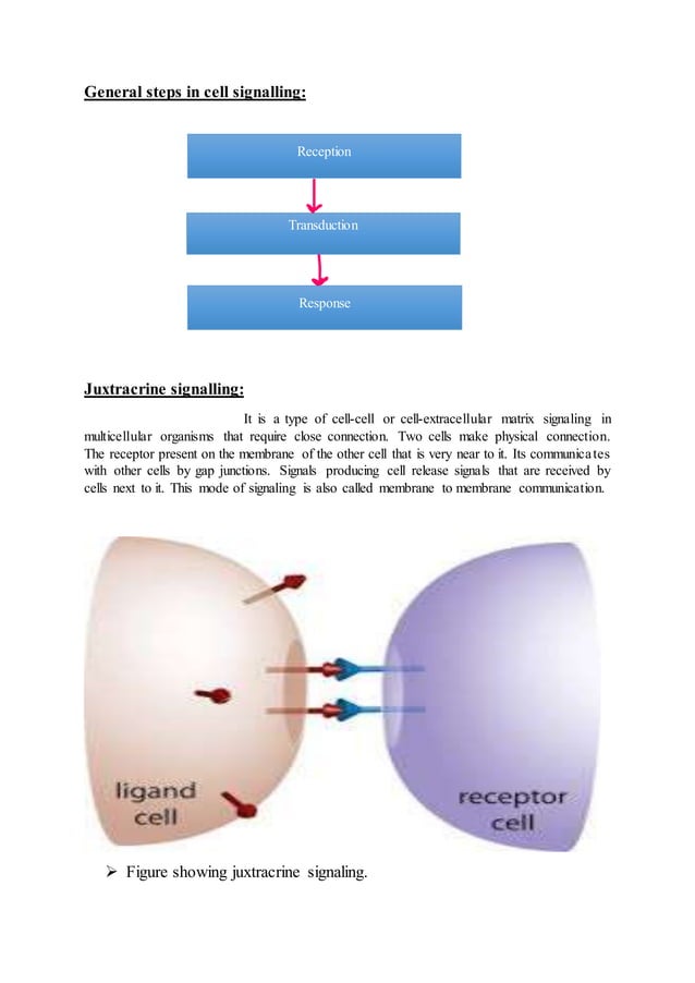 Cell signaling pathways | DOCX