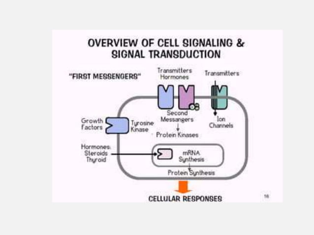 cell signaling Presentation varrious pathways of cell signaling .physiology.pptx