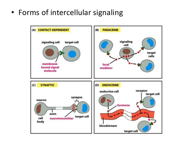 Cell signaling, regulating mechanism and structure