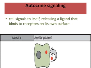 Cell signaling(signaling through g protien coupled receptors,signal ...