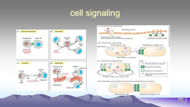 Cell Signaling through GCPRs and intracellular receptors.pptx