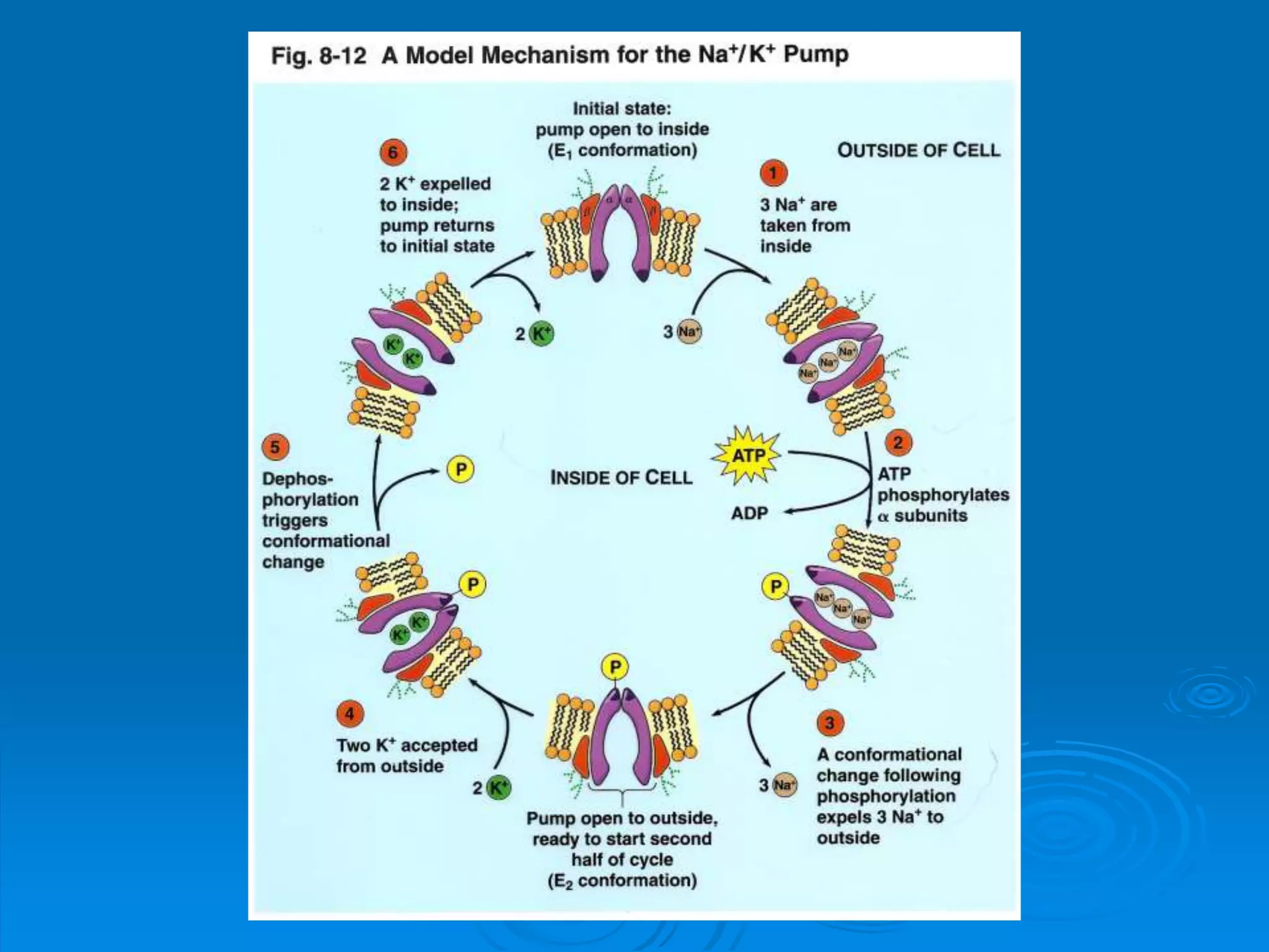 Cell signaling transduction mechanisms | PPTX