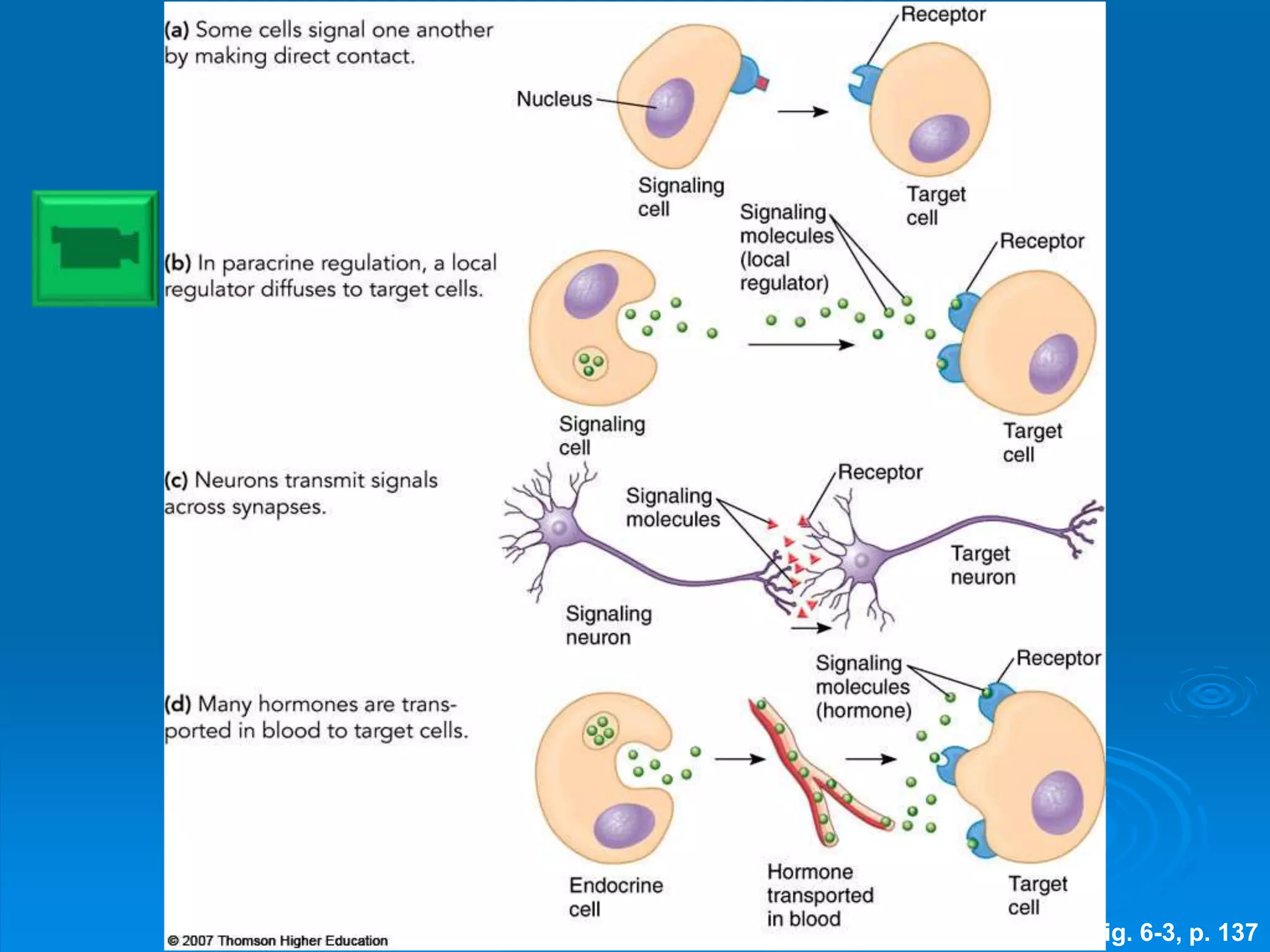 Cell signaling transduction mechanisms | PPTX