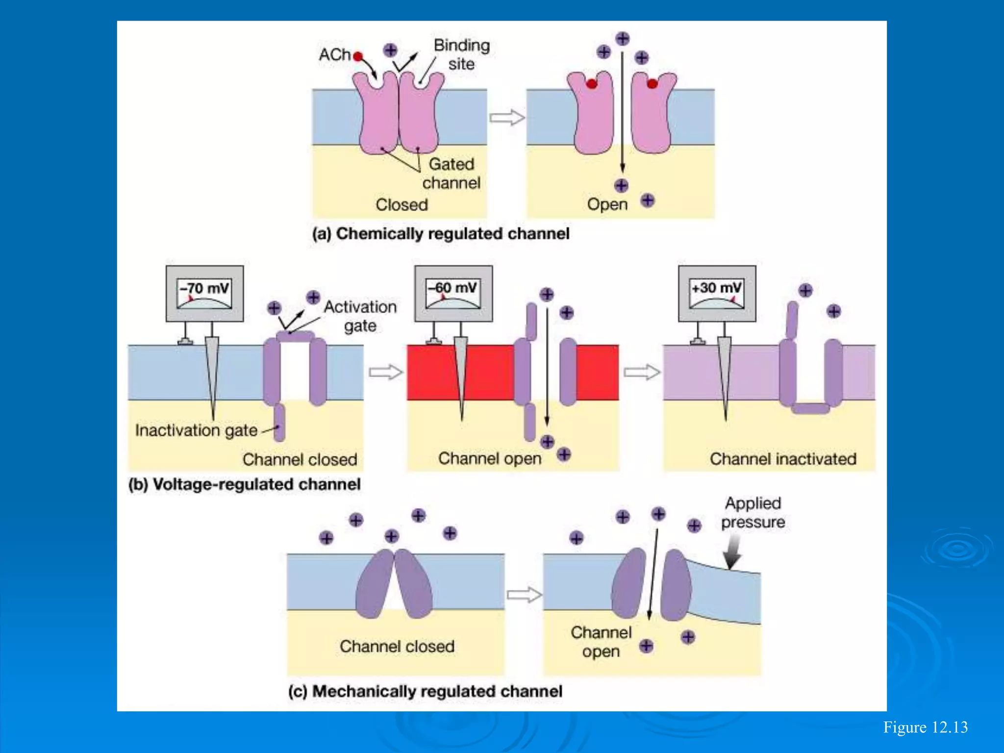 Cell signaling transduction mechanisms | PPTX