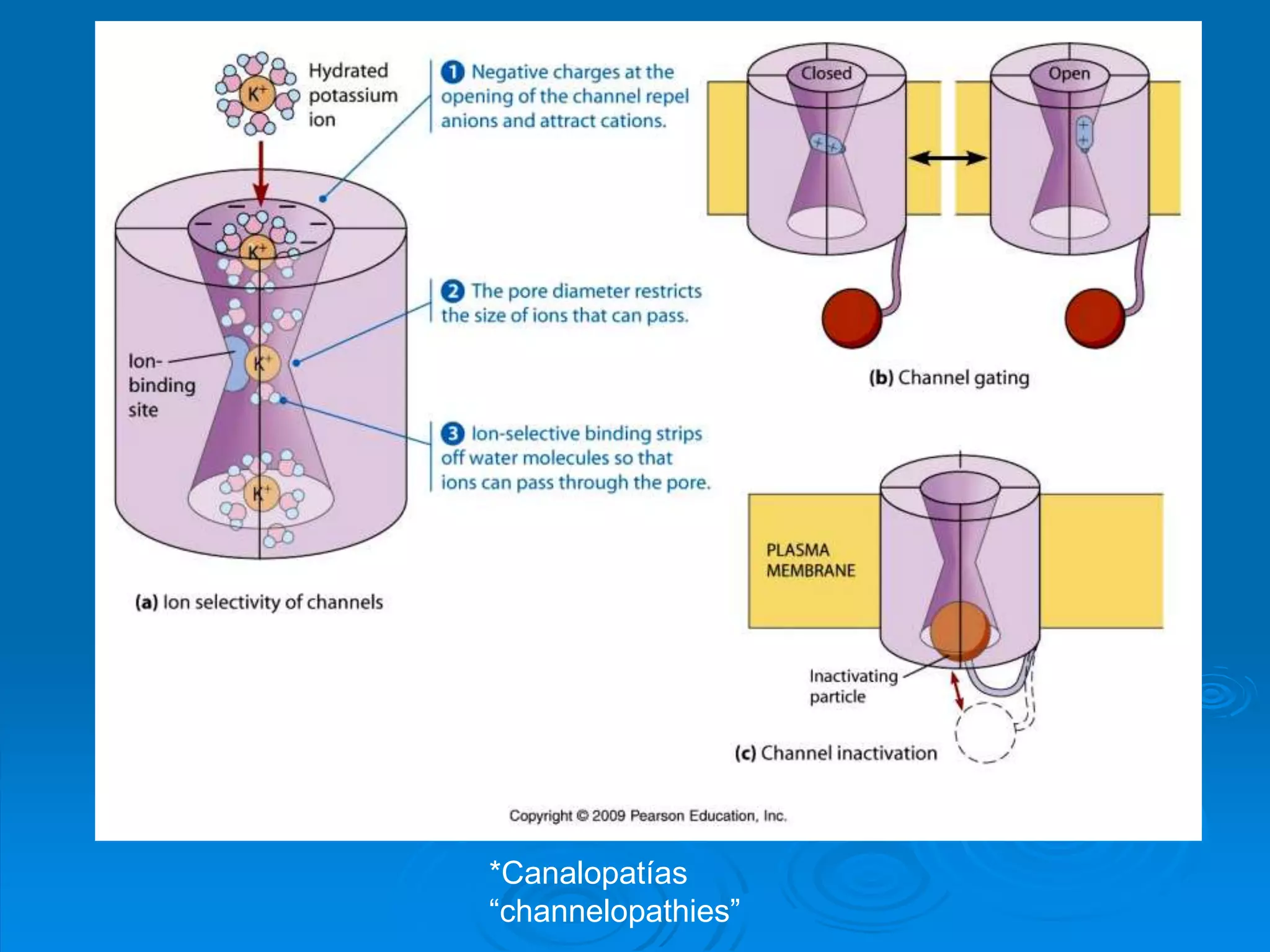 Cell signaling transduction mechanisms | PPT