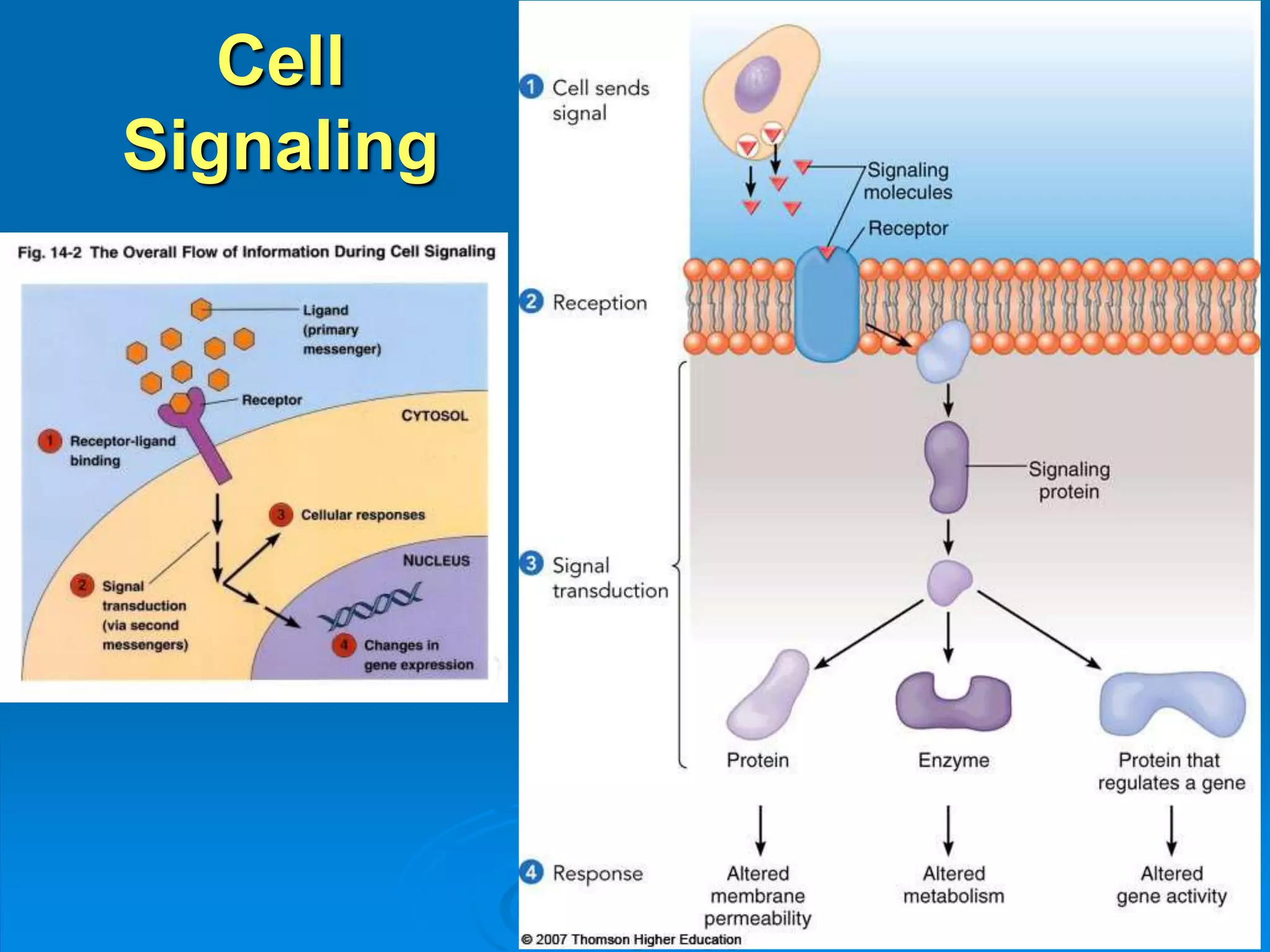 Cell signaling transduction mechanisms | PPTX
