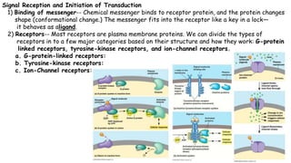 Cell signal lecture | PPT