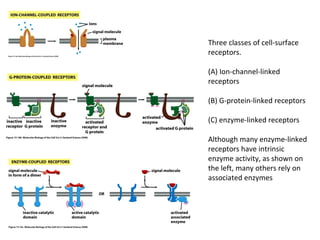 Cell signalling | PPT