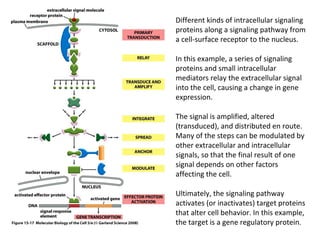 Cell signalling | PPT