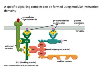 Cell signalling | PPT
