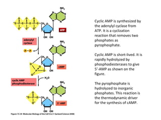 Cell signalling | PPT