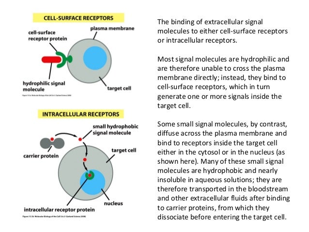 Cell signalling