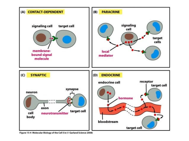 Cell signalling