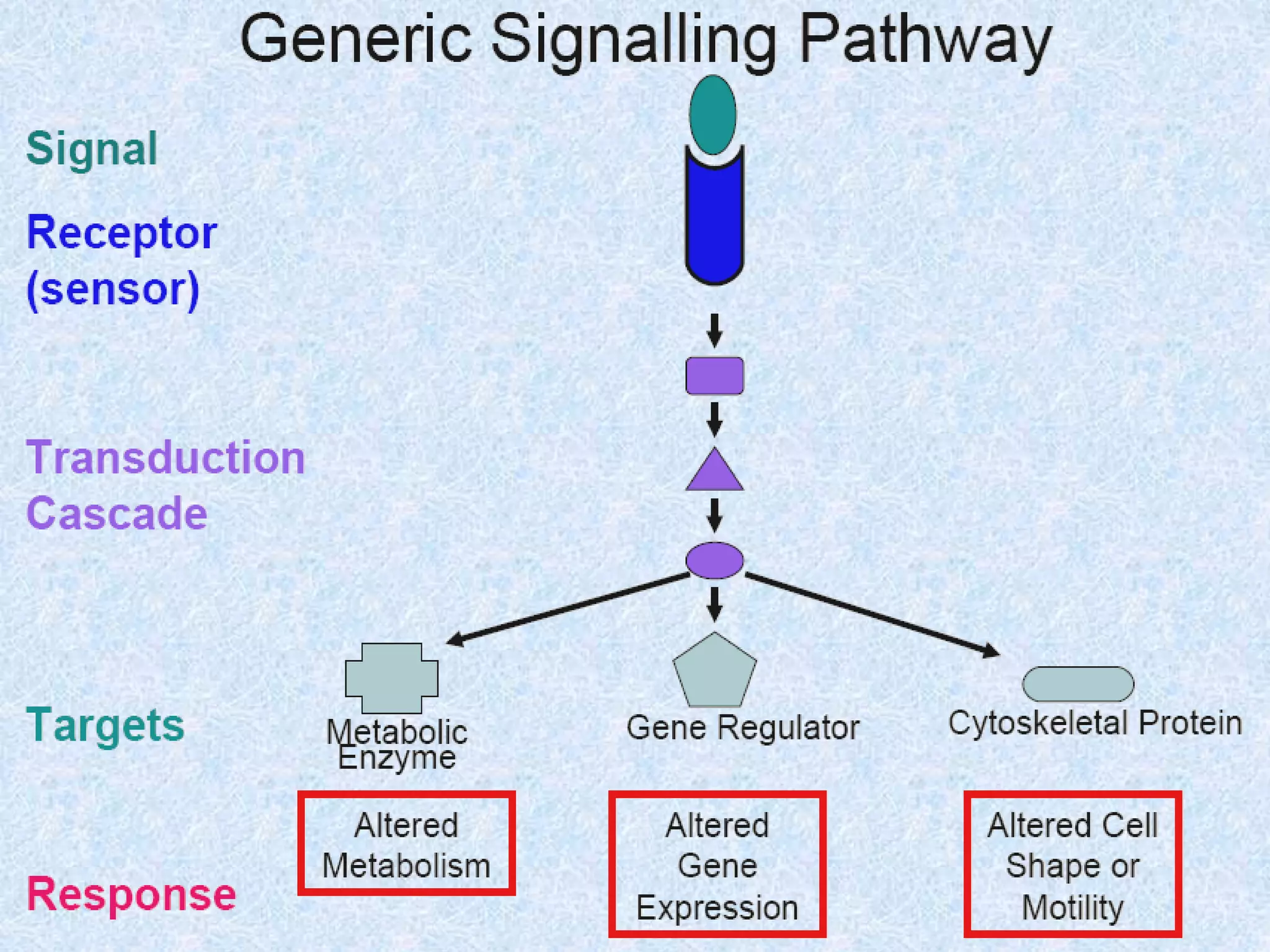 Signal Transduction in cancer | PPTX