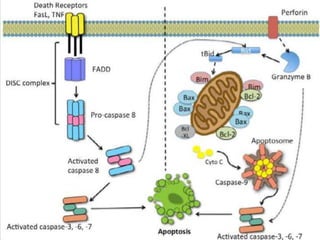 Signal Transduction in cancer | PPTX