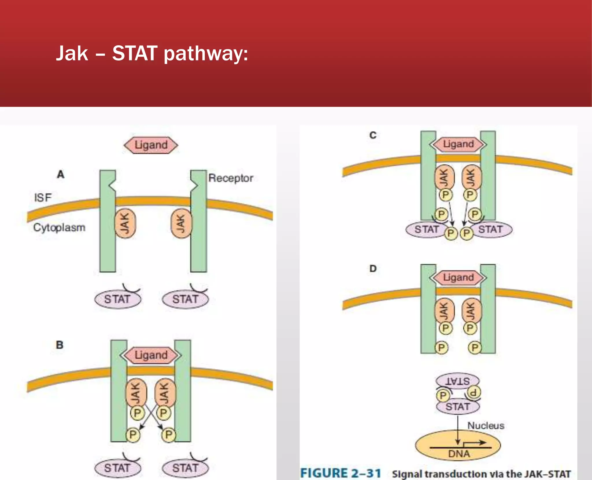 Cell signalling | PPTX