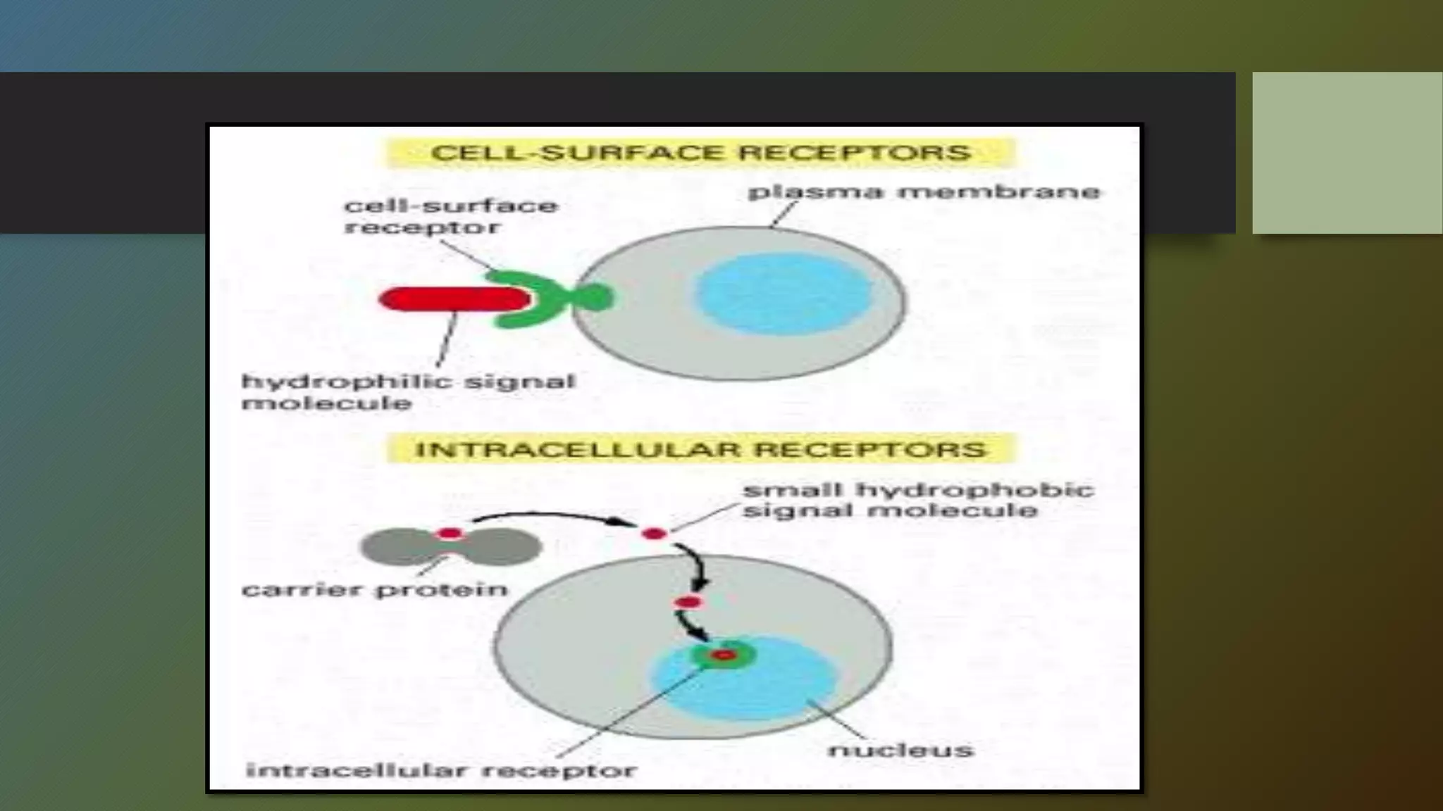 Cell Signalling Pathway (intra and extra cellular signalling) | PPTX
