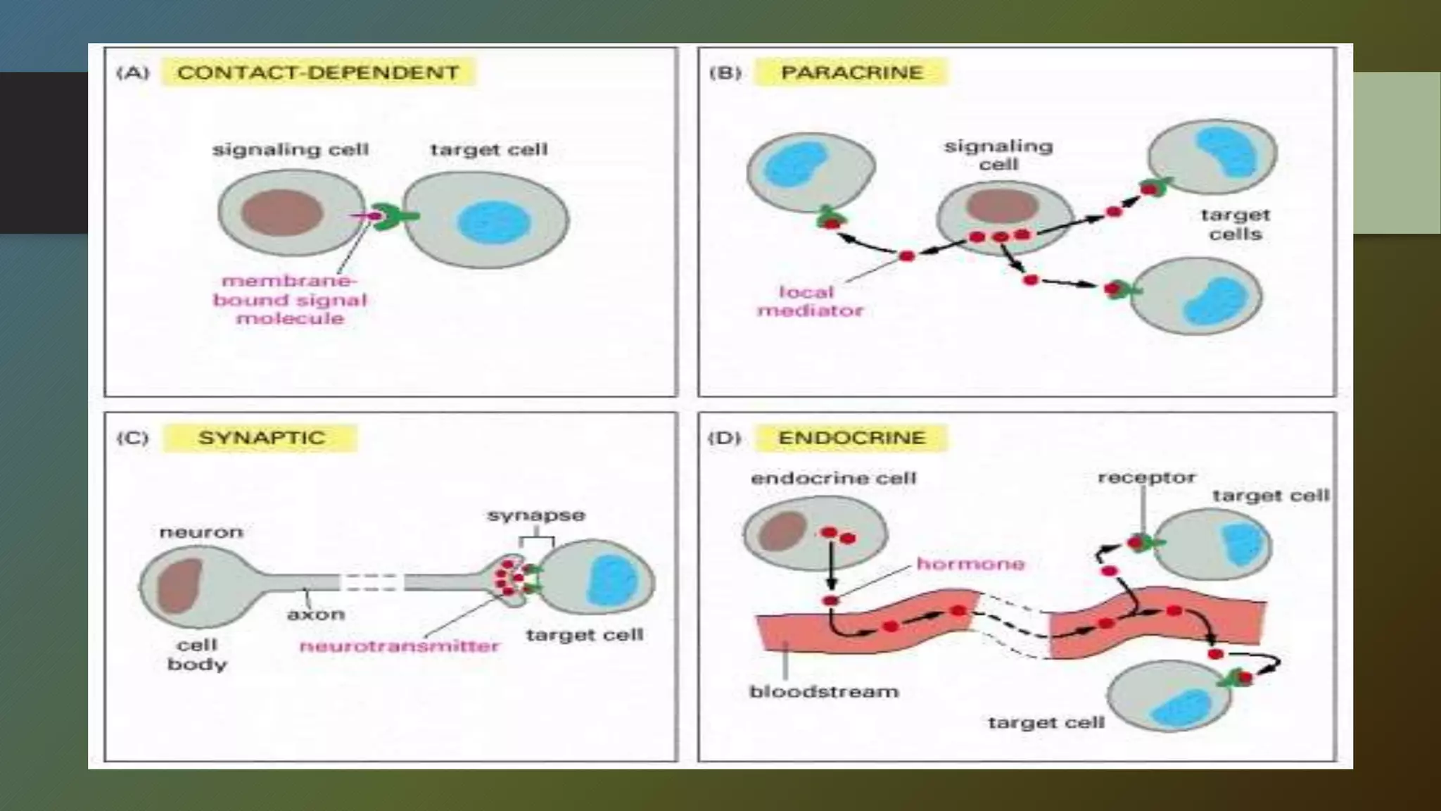 Cell Signalling Pathway (intra and extra cellular signalling) | PPTX