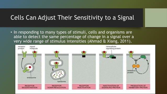 Cell Signalling Pathway (intra and extra cellular signalling) | PPTX