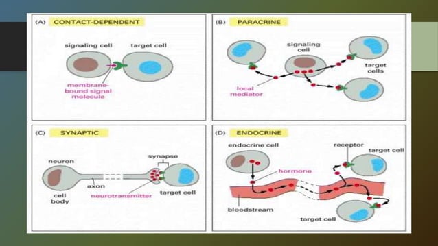 Cell Signalling Pathway (intra and extra cellular signalling) | PPTX