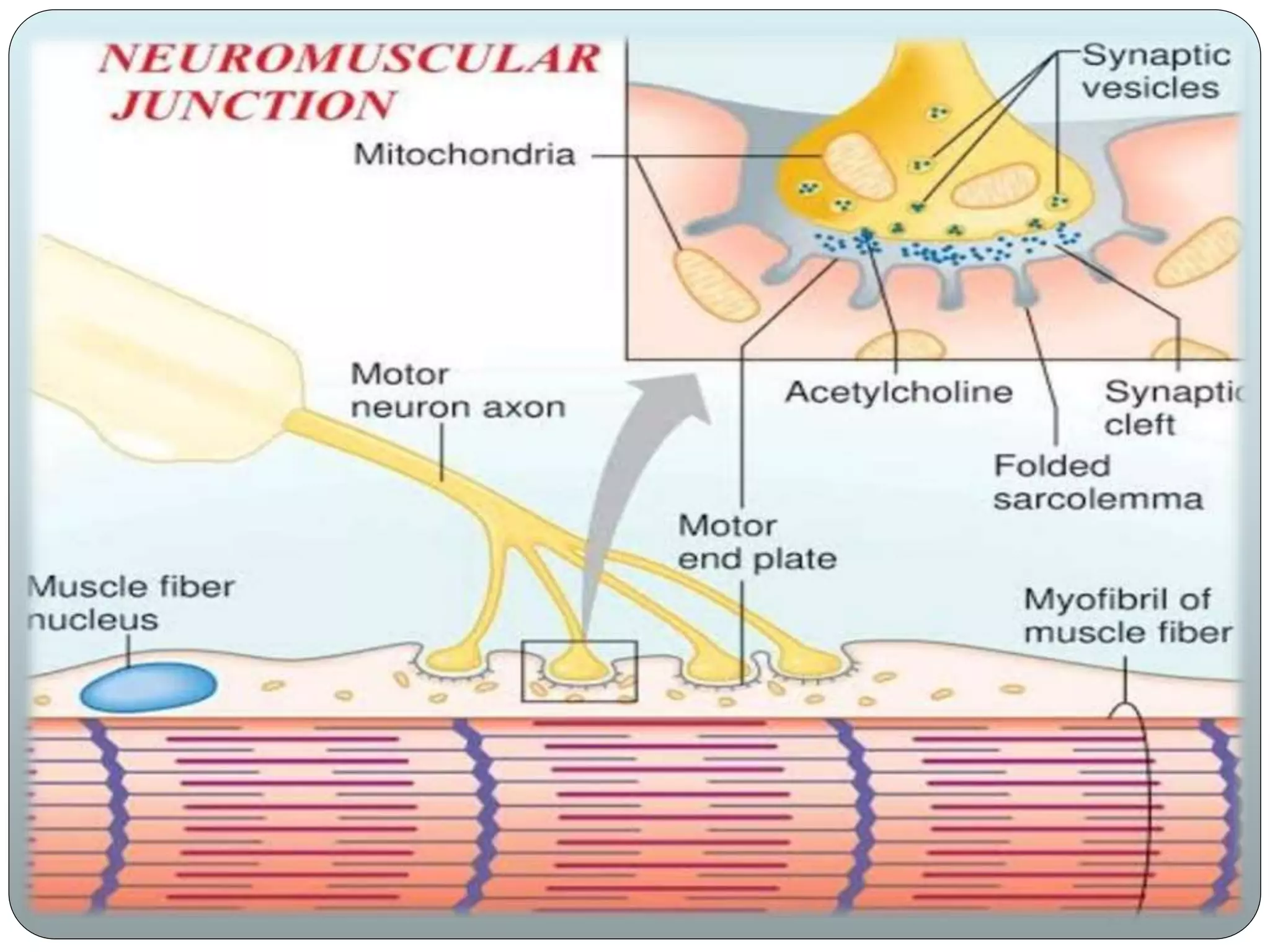Cell - signalling, Communication, Junctions | PPTX