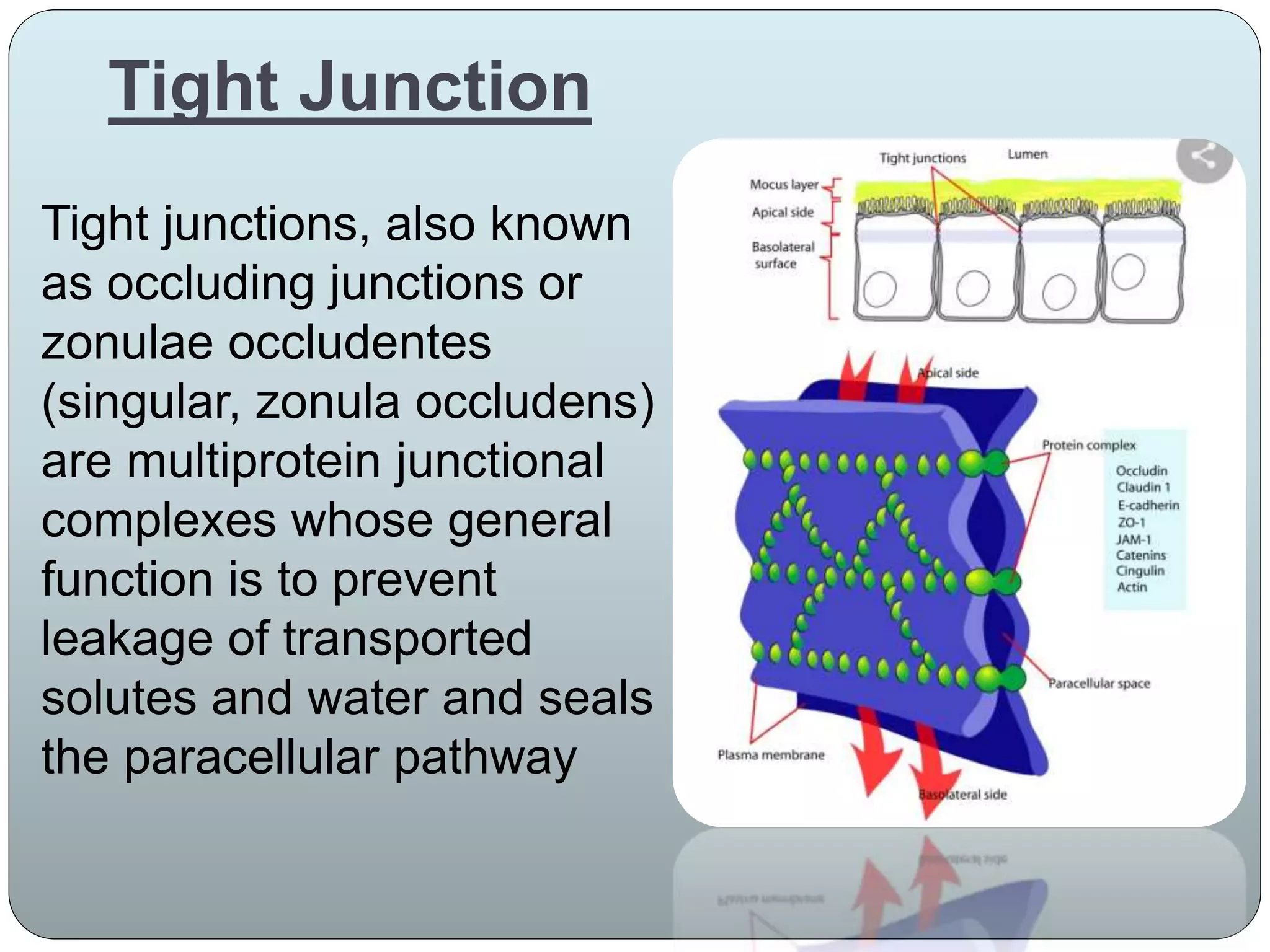 Cell - signalling, Communication, Junctions | PPTX