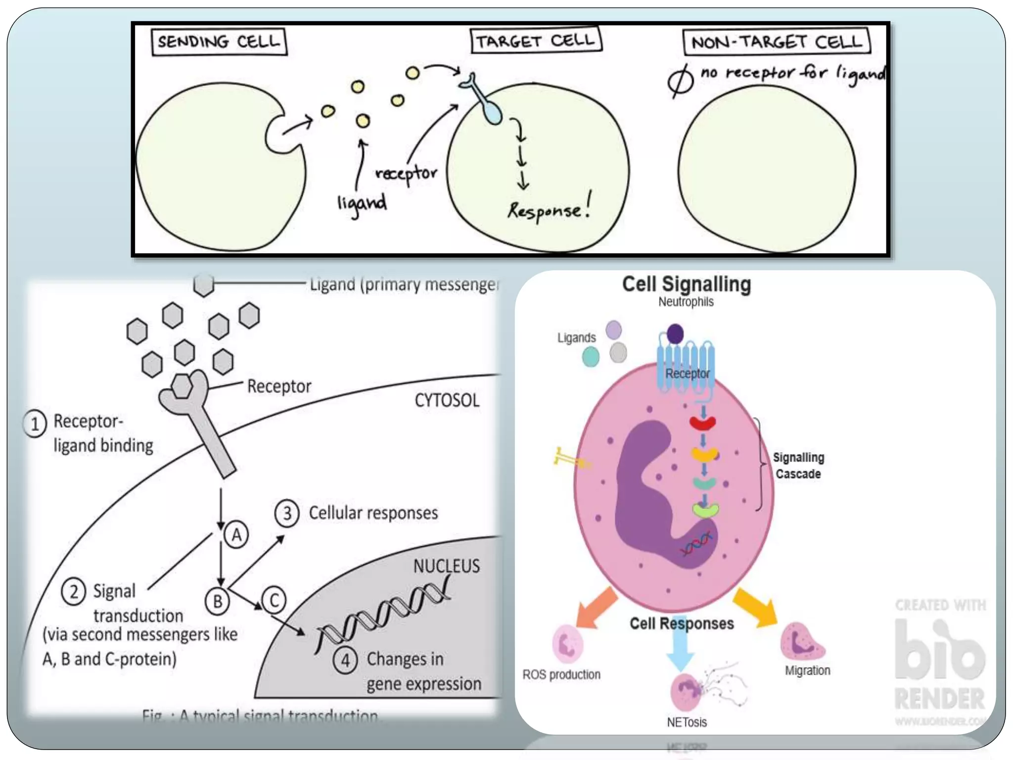 Cell - signalling, Communication, Junctions | PPTX