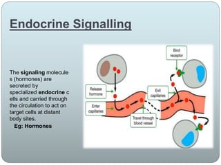 Cell - signalling, Communication, Junctions | PPTX