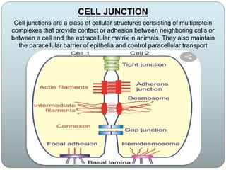 Cell - signalling, Communication, Junctions | PPTX