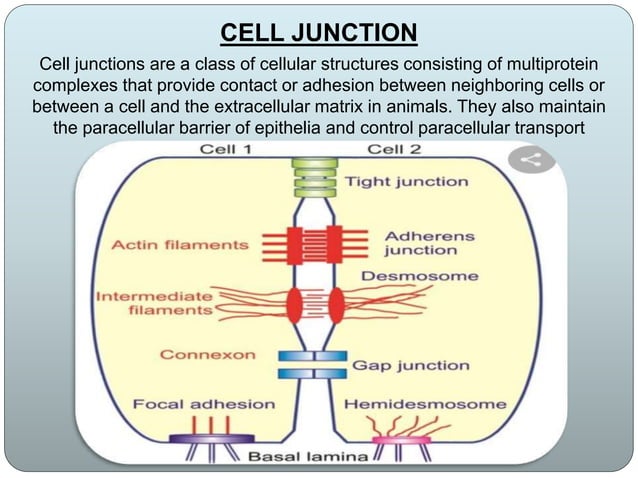 Cell - signalling, Communication, Junctions | PPTX | Endocrine and ...