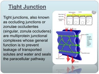 Cell - signalling, Communication, Junctions | PPTX