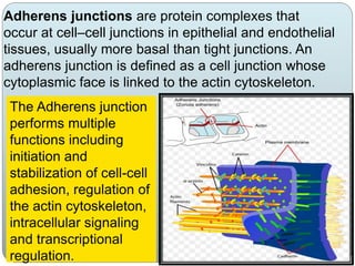 Cell - signalling, Communication, Junctions | PPTX