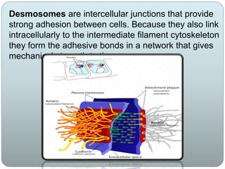 Cell - signalling, Communication, Junctions | PPTX