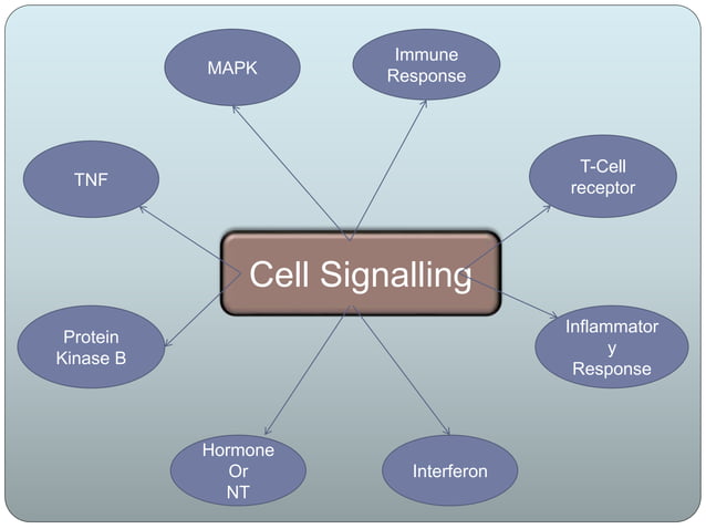 Cell - signalling, Communication, Junctions | PPTX | Endocrine and ...