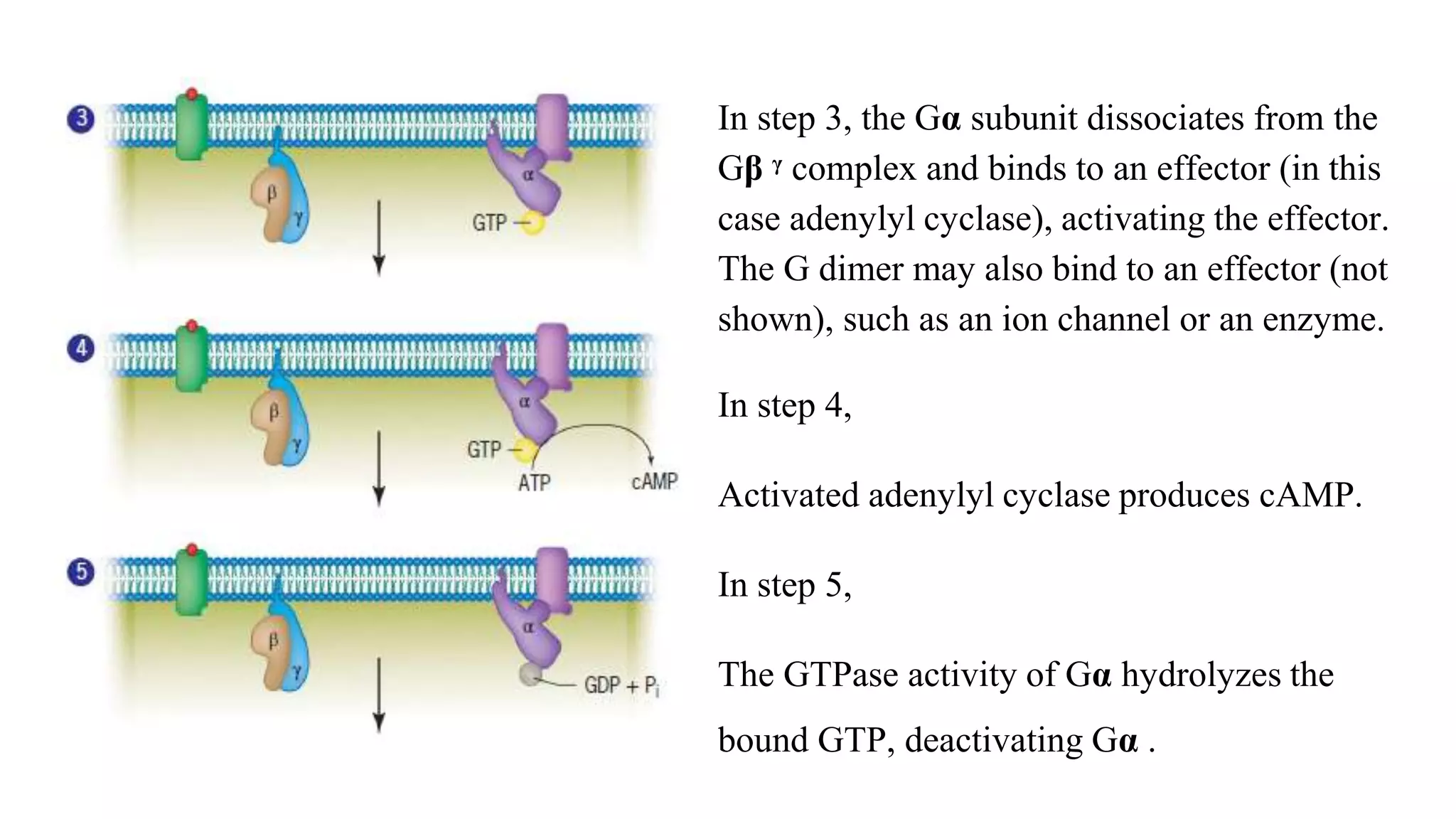 _Cell Signalling .pptx