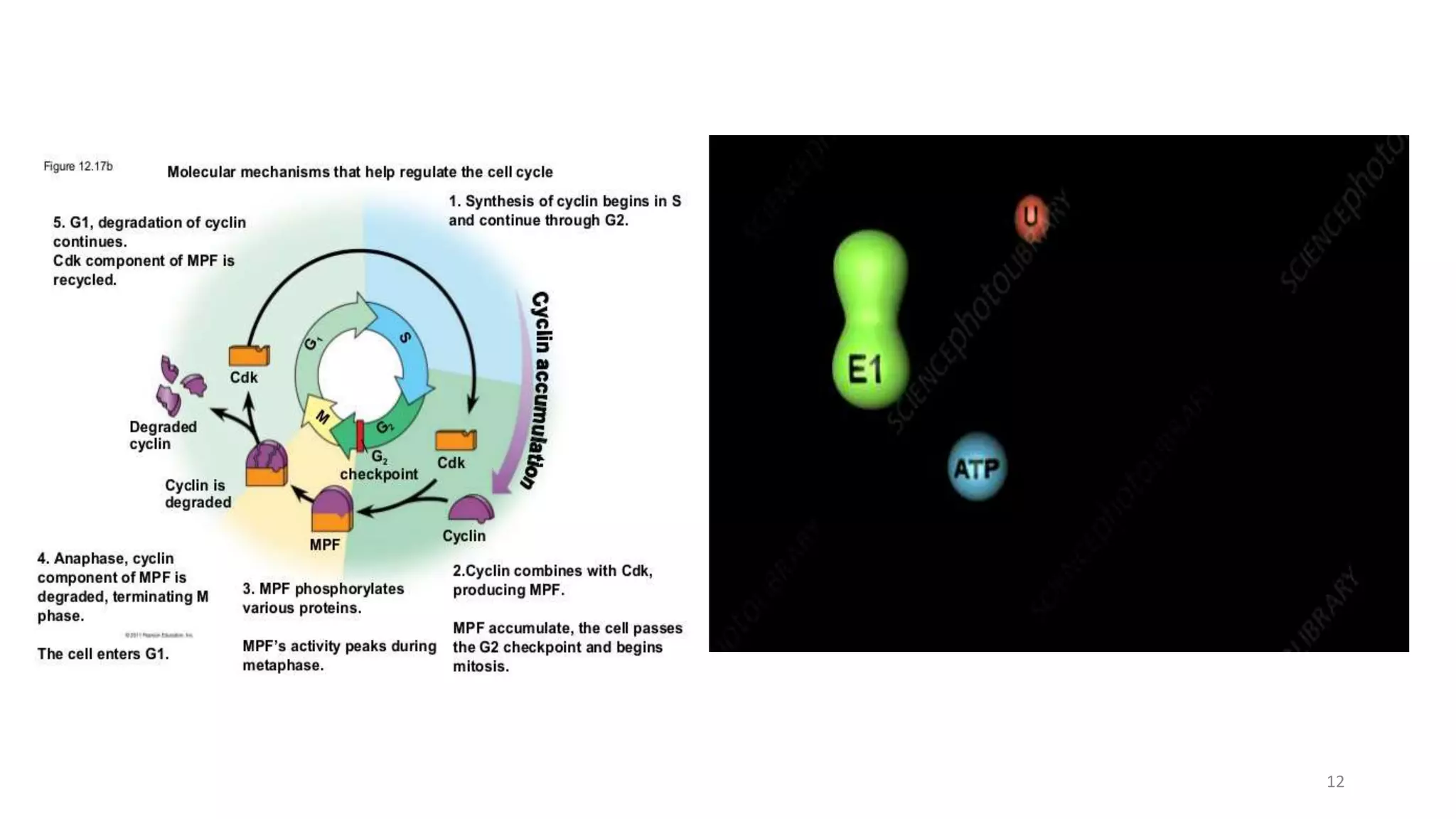 CELL SIGNALLING.pptx