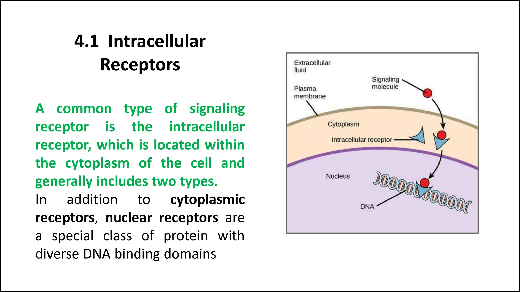 Cell signalling and its various types and signal molecules | PPTX