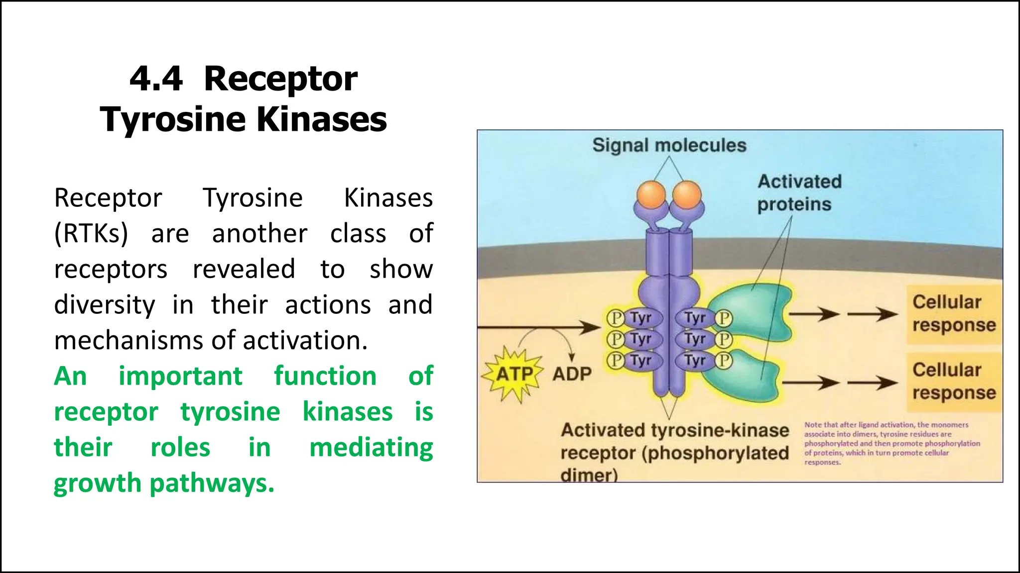 Cell signalling and its various types and signal molecules | PPTX