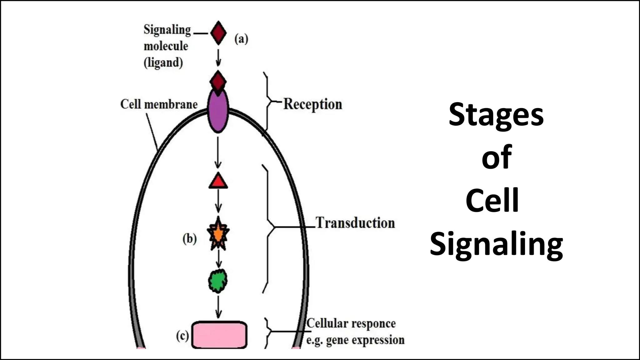 Cell signalling and its various types and signal molecules | PPTX