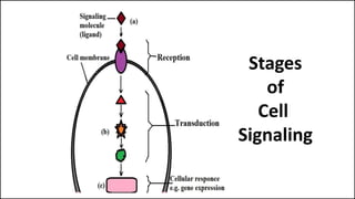 Cell signalling and its various types and signal molecules | PPTX