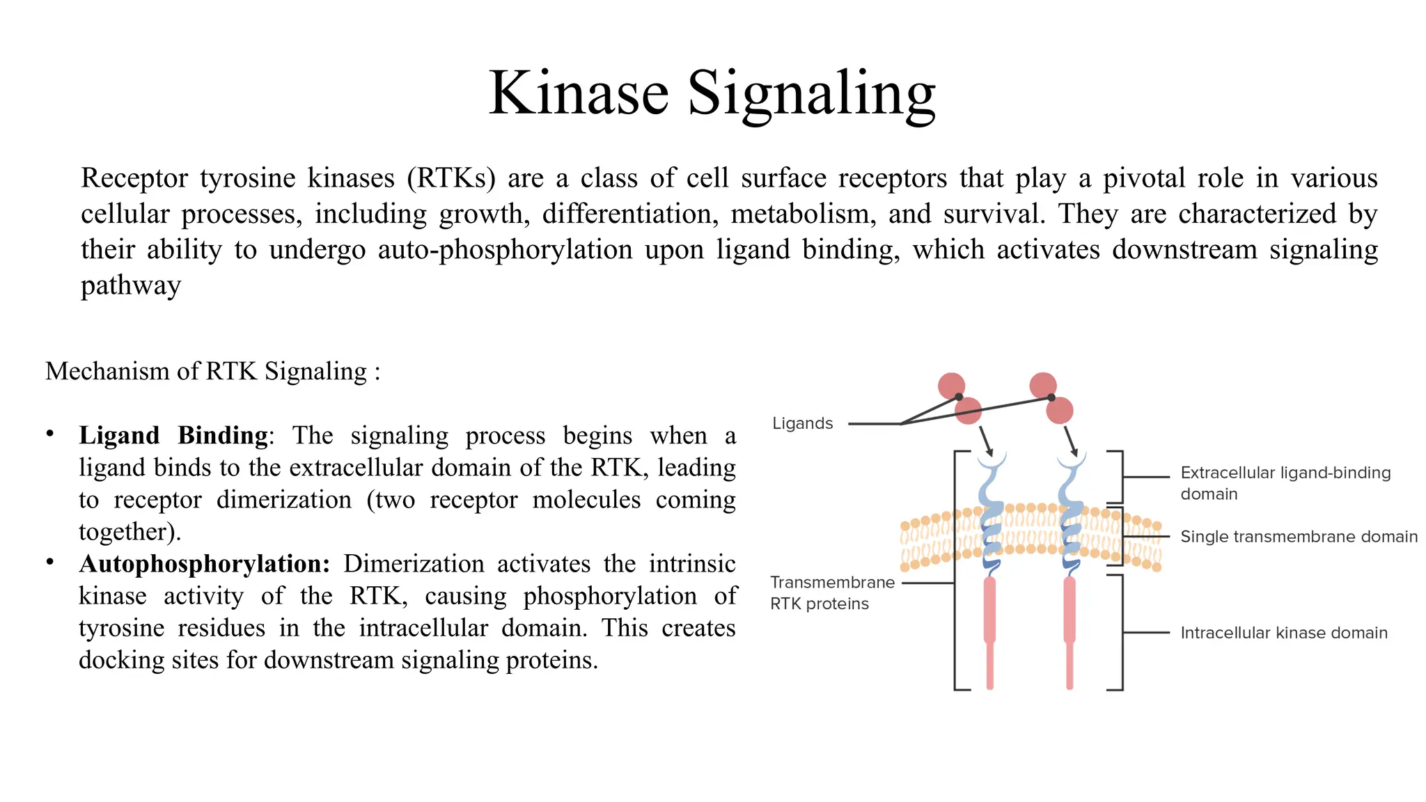 Cell signaling: G-Protein, tyrosine kinase and proteolysis | PPTX