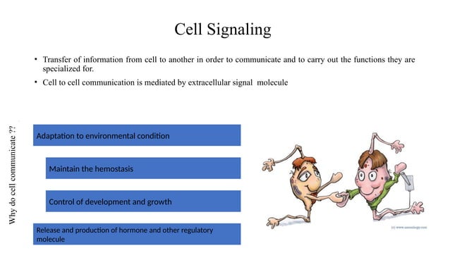 Cell signaling: G-Protein, tyrosine kinase and proteolysis | PPTX