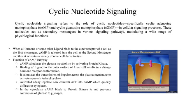 Cell signaling: G-Protein, tyrosine kinase and proteolysis | PPTX