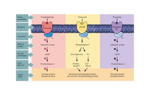 Cell signaling: G-Protein, tyrosine kinase and proteolysis | PPTX